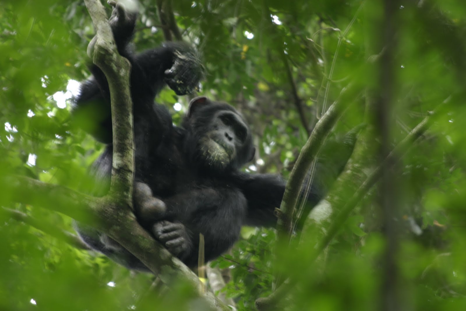 JOURNAL OF A CHIMPANZEE CHASER: Chimpanzee chasing