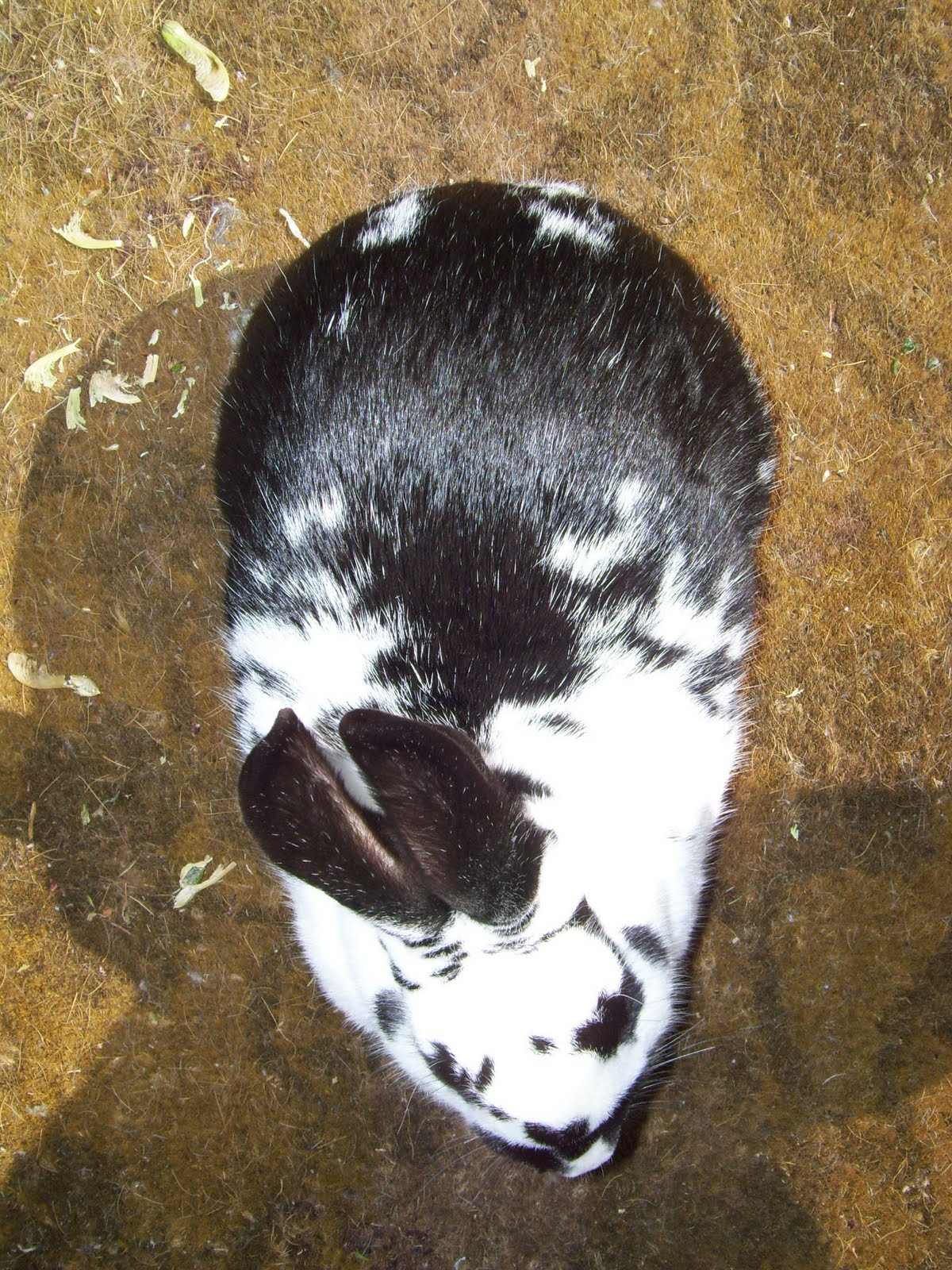 Blanc de Hotot Rabbits: Blanc de Hotot x Californian cross UPDATE