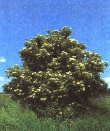 Encyclopedia of herbs and plants: Sambuci flos