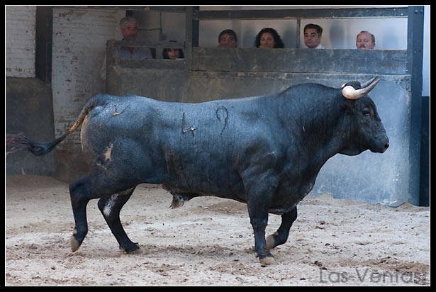 Aficionados al Toro (El Tiemblo): Novillero vanidoso,un novillo, un ...