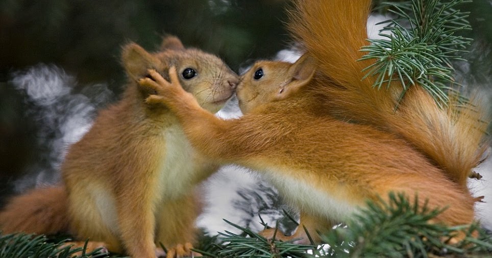 Fotografo clica dois esquilos se beijando - Brasil Universo Digital