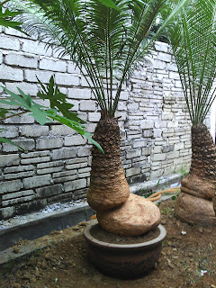 Kenali Pokok Paku Gunung / Paku Aji / Bogak / Cycas