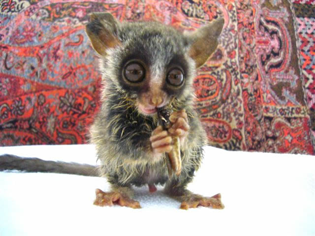 sequins bite: the story of me and my pookie