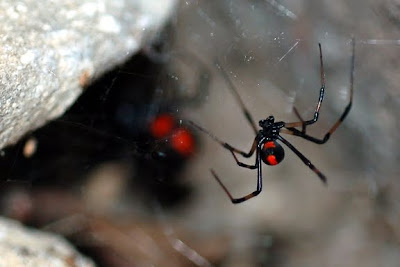 Kingdom Of Fife: Backyard Bugs . . . Black Widow Spider