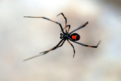 Kingdom Of Fife: Backyard Bugs . . . Black Widow Spider