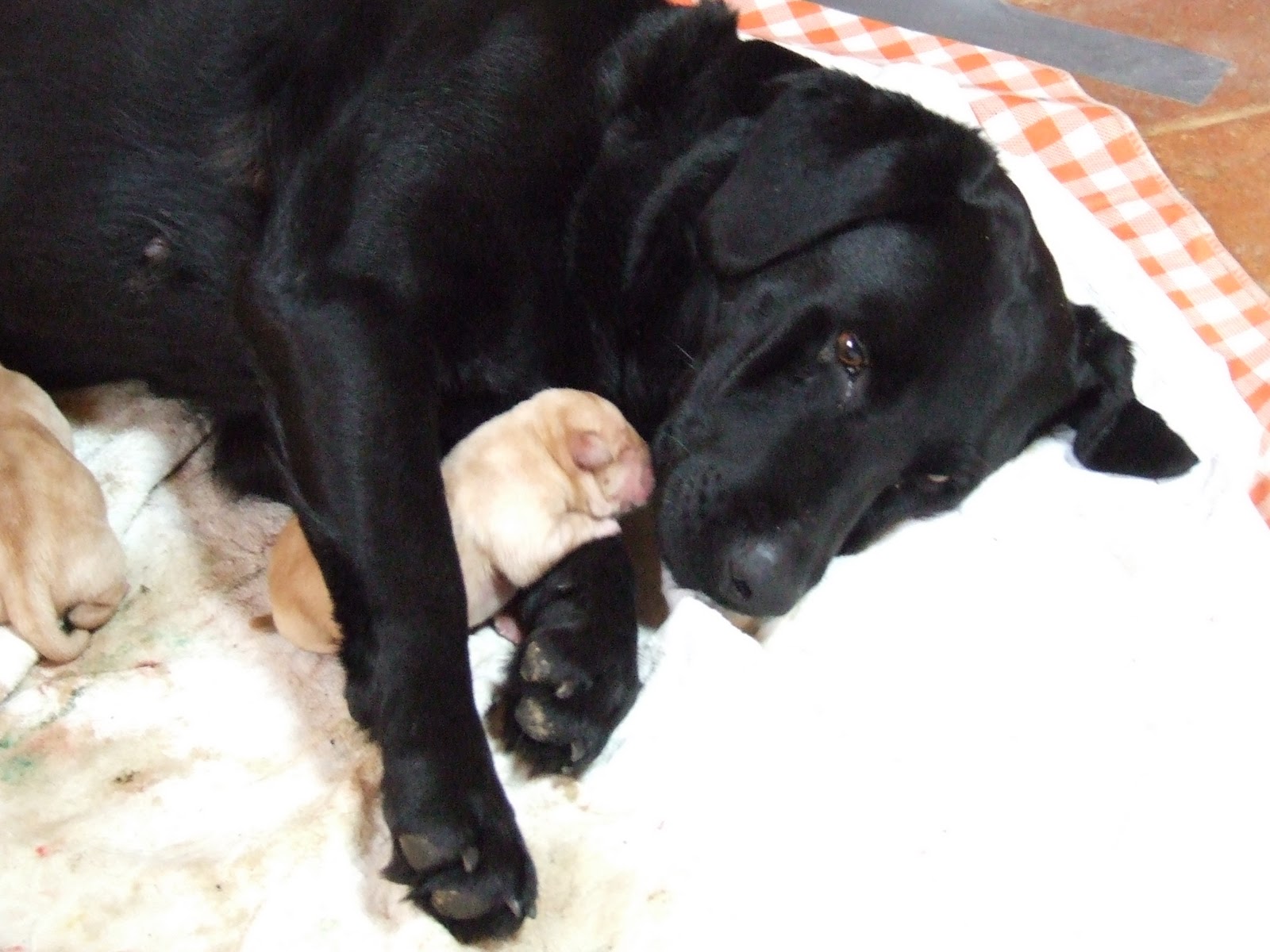 Cuccioli di Labrador Retriever: Cuccioli di Labrador Retriever appena nati