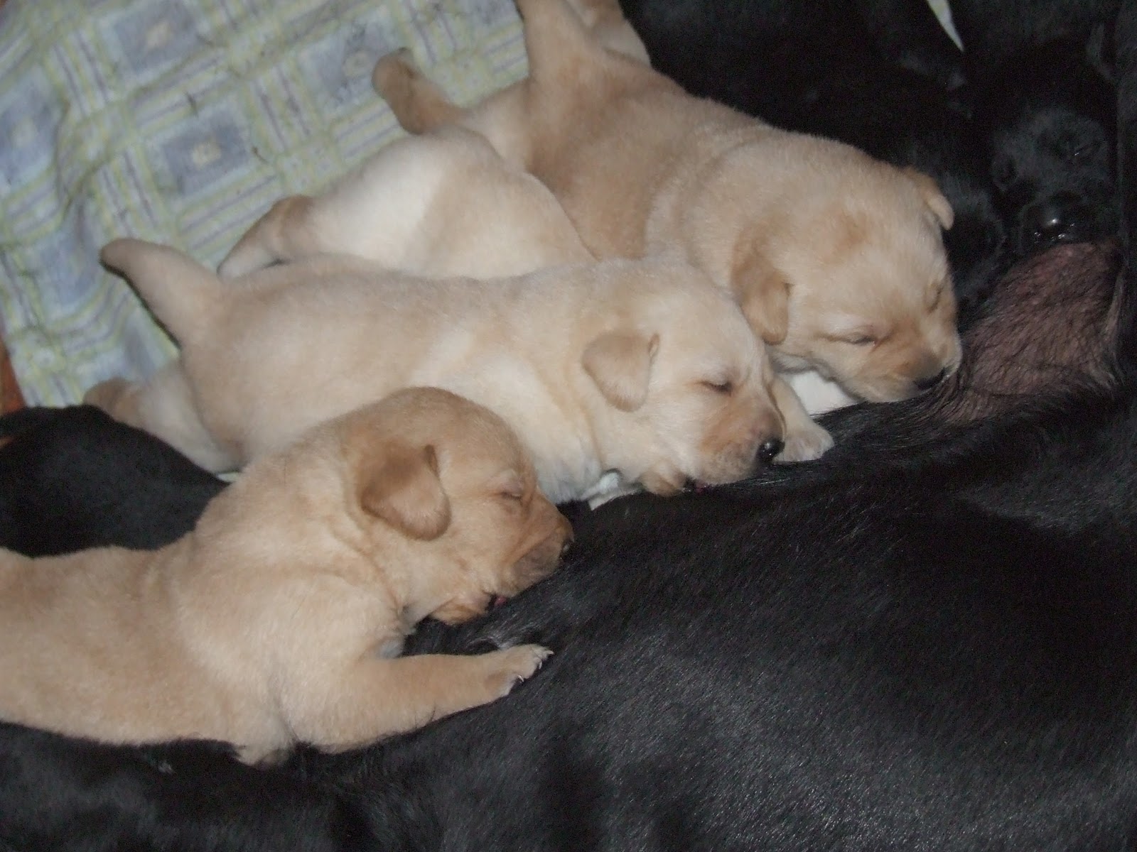 Cuccioli di Labrador Retriever: I CUCCIOLI A 20 GIORNI