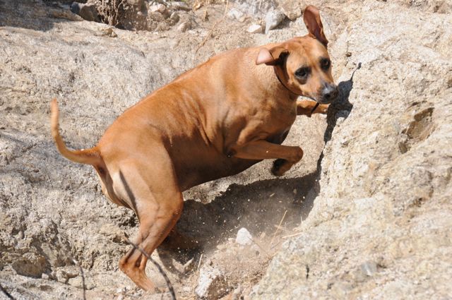 Twinkie Tiny Dog | Teacup Chihuahua | A Dog Blog: Rhodesian Ridgeback ...