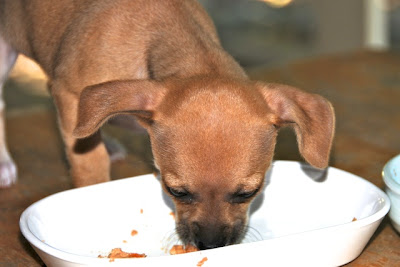 Twinkie Tiny Dog | Teacup Chihuahua | A Dog Blog: A Baby Bro For The ...