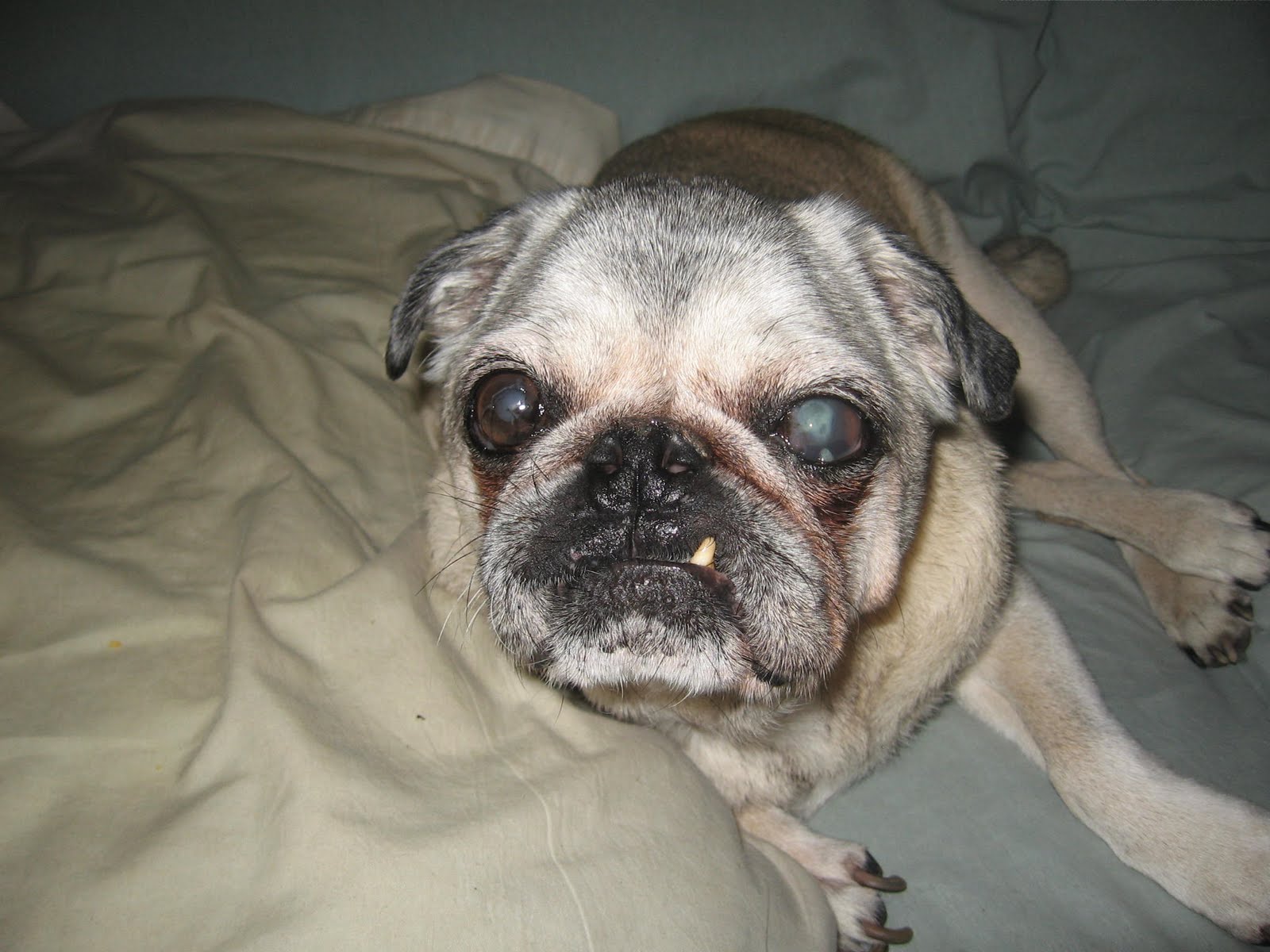 Pugs on the Counter: Ulcer on the Eye
