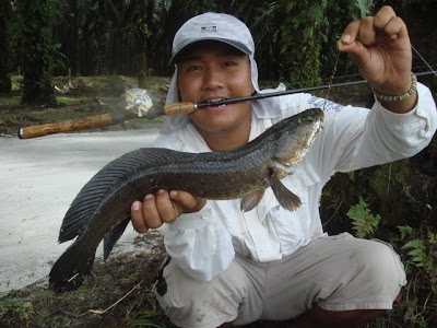 ALBUMIN SARI IKAN KUTUK