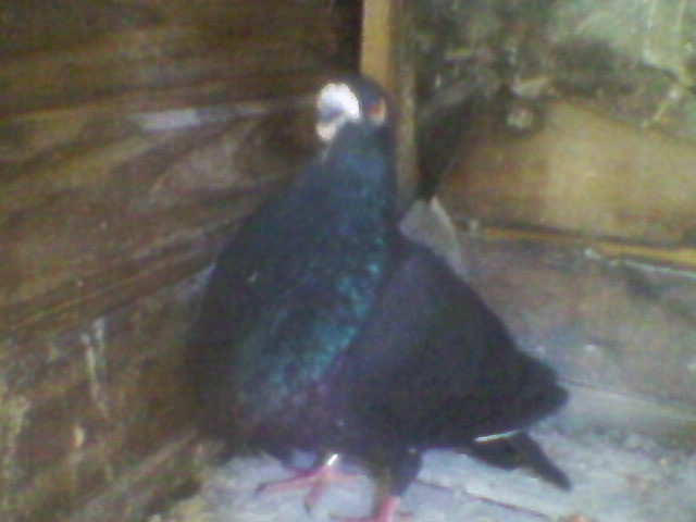 Buchones Valencianos de Marcelo Weber