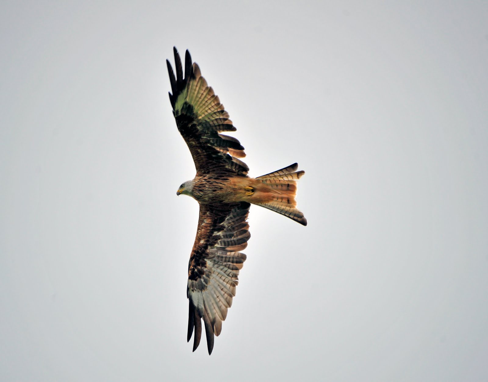 History is made!! My first Scrubs Red Kite!! - The Urban Birder