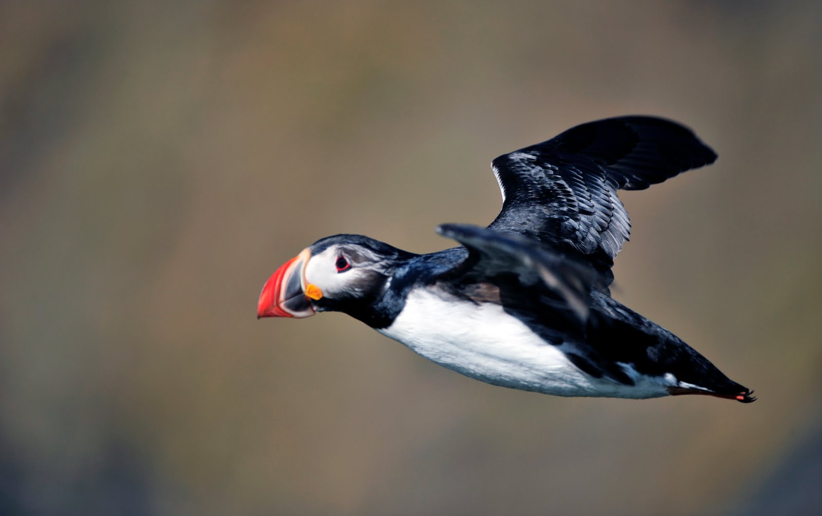 It's that Puffin time of year again - The Urban Birder