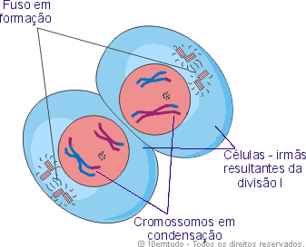 Espaçogeobiologico: Mitose