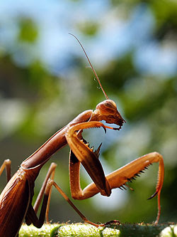 Biodiversità in campagna: la mantide, l'antico indovino dei prati ...