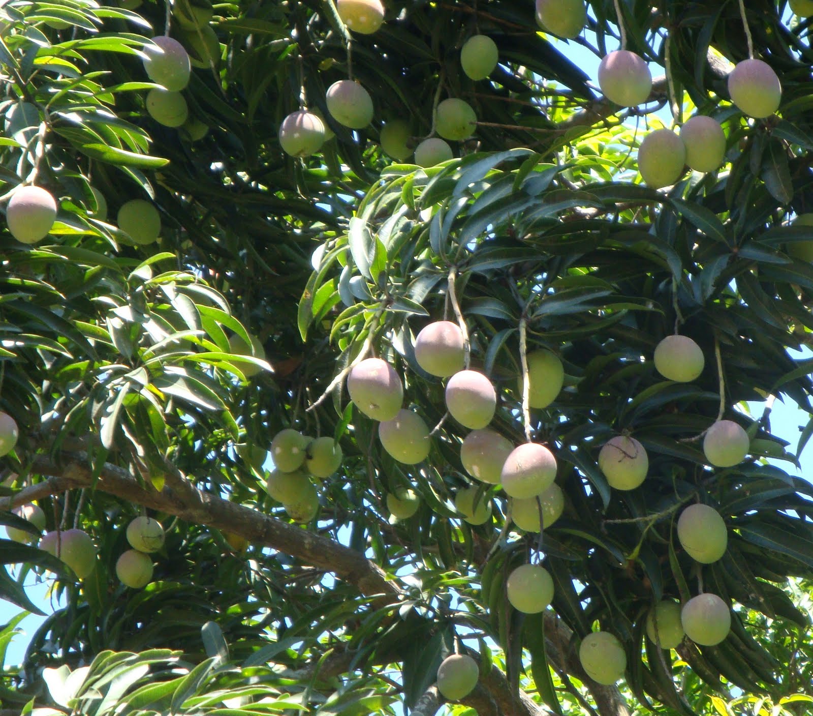 Natureza - in and around the Mata Atlantica: Underneath the Mango Tree