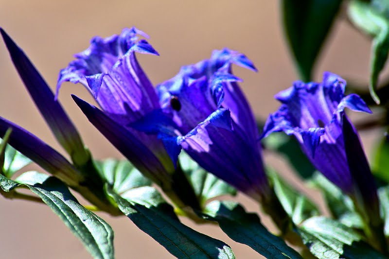 floral: flori de munte...