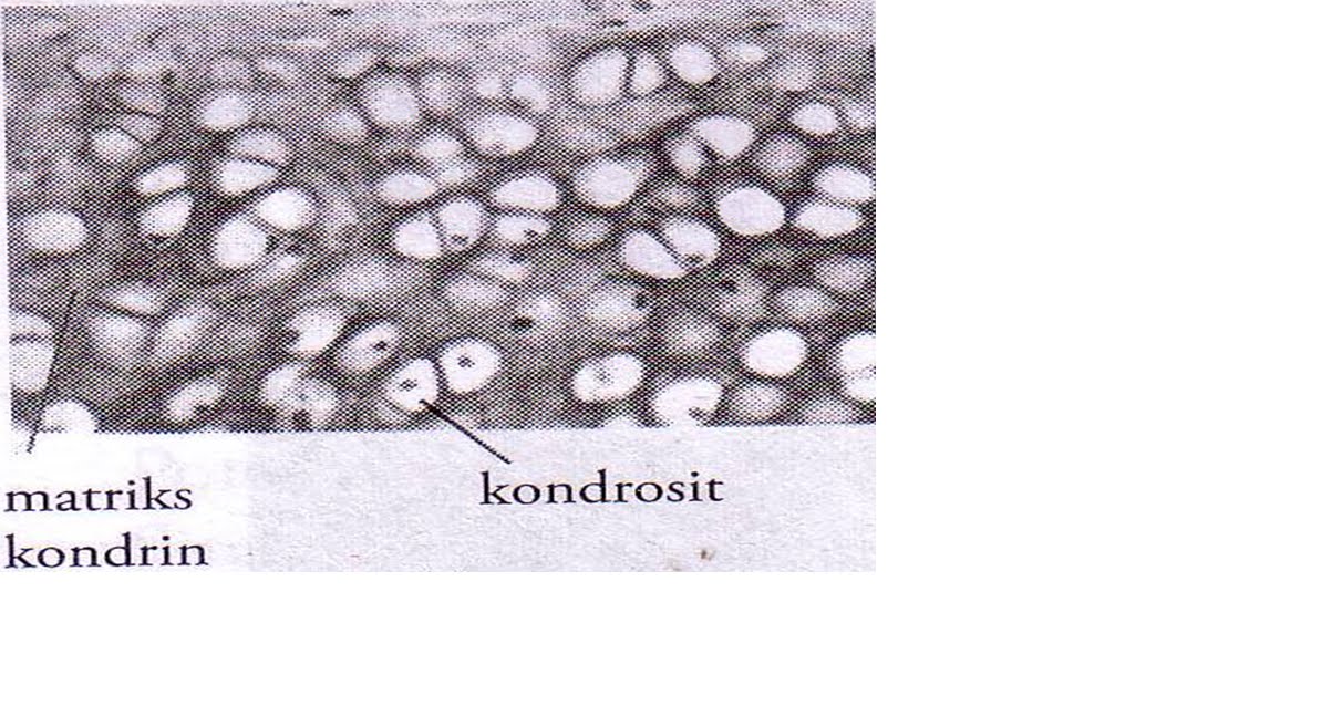 CATATAN SEORANG GURU: SISTEM GERAK PADA MANUSIA (BAGIAN 1)
