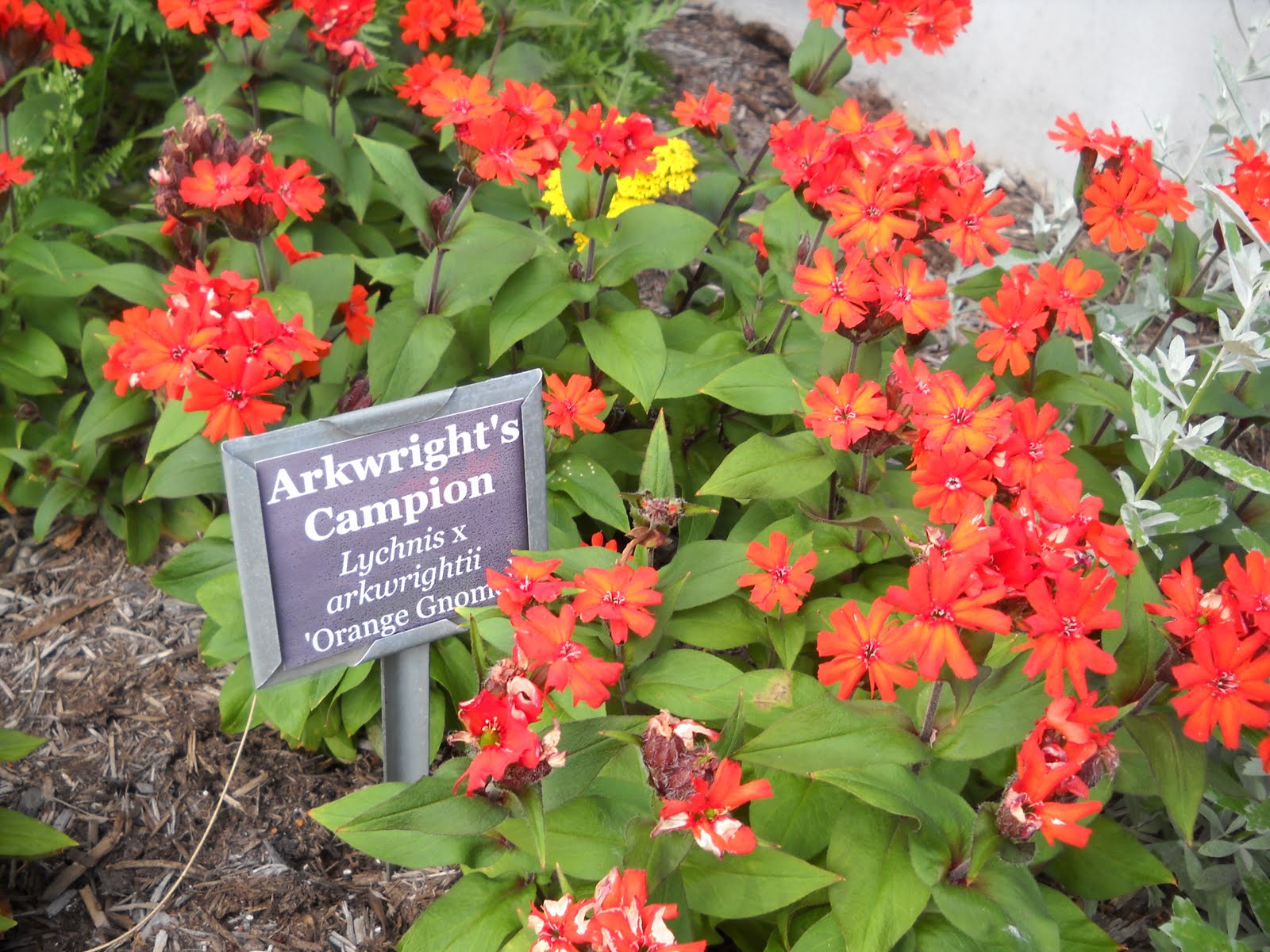 Horticulture Gardens Today: Lychnis x arkwrightii