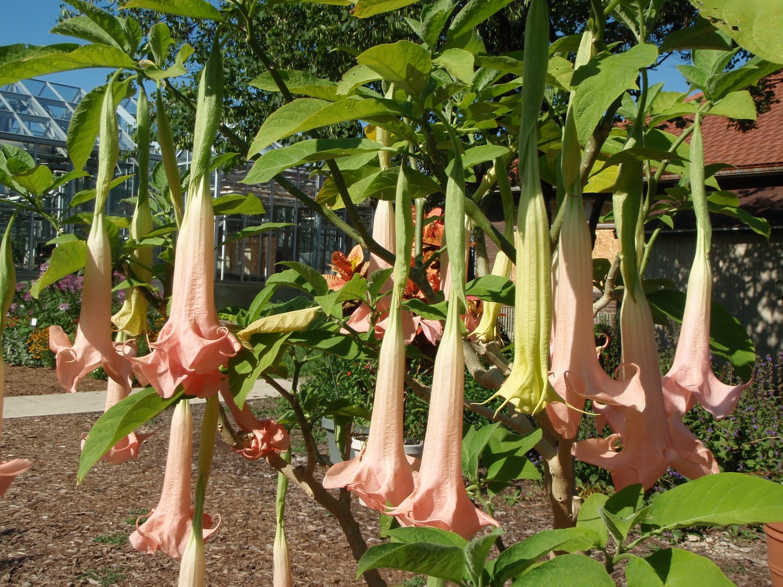 Horticulture Gardens Today: Brugmansia 'Ecuador Pink'
