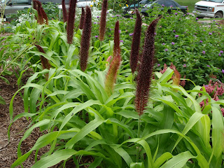 Horticulture Gardens Today: Ornamental millet