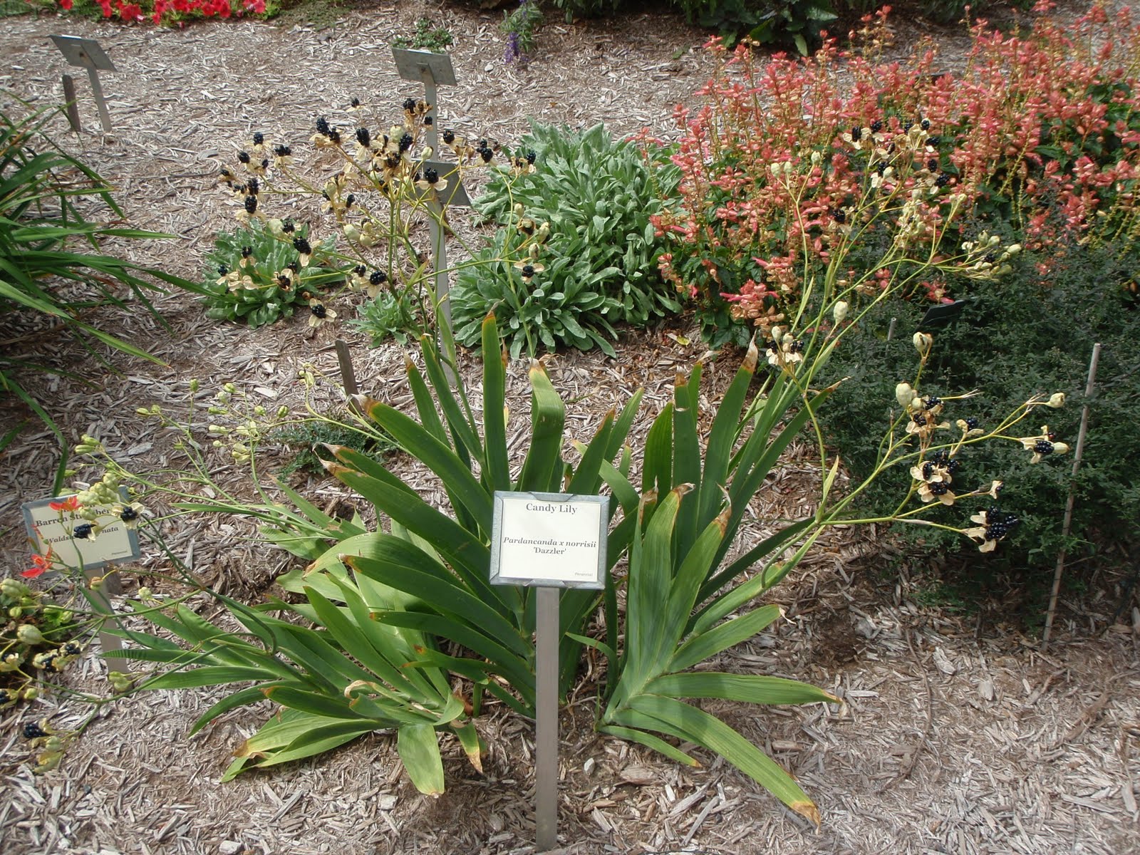 Horticulture Gardens Today: Candy Lily and Blackberry Lily