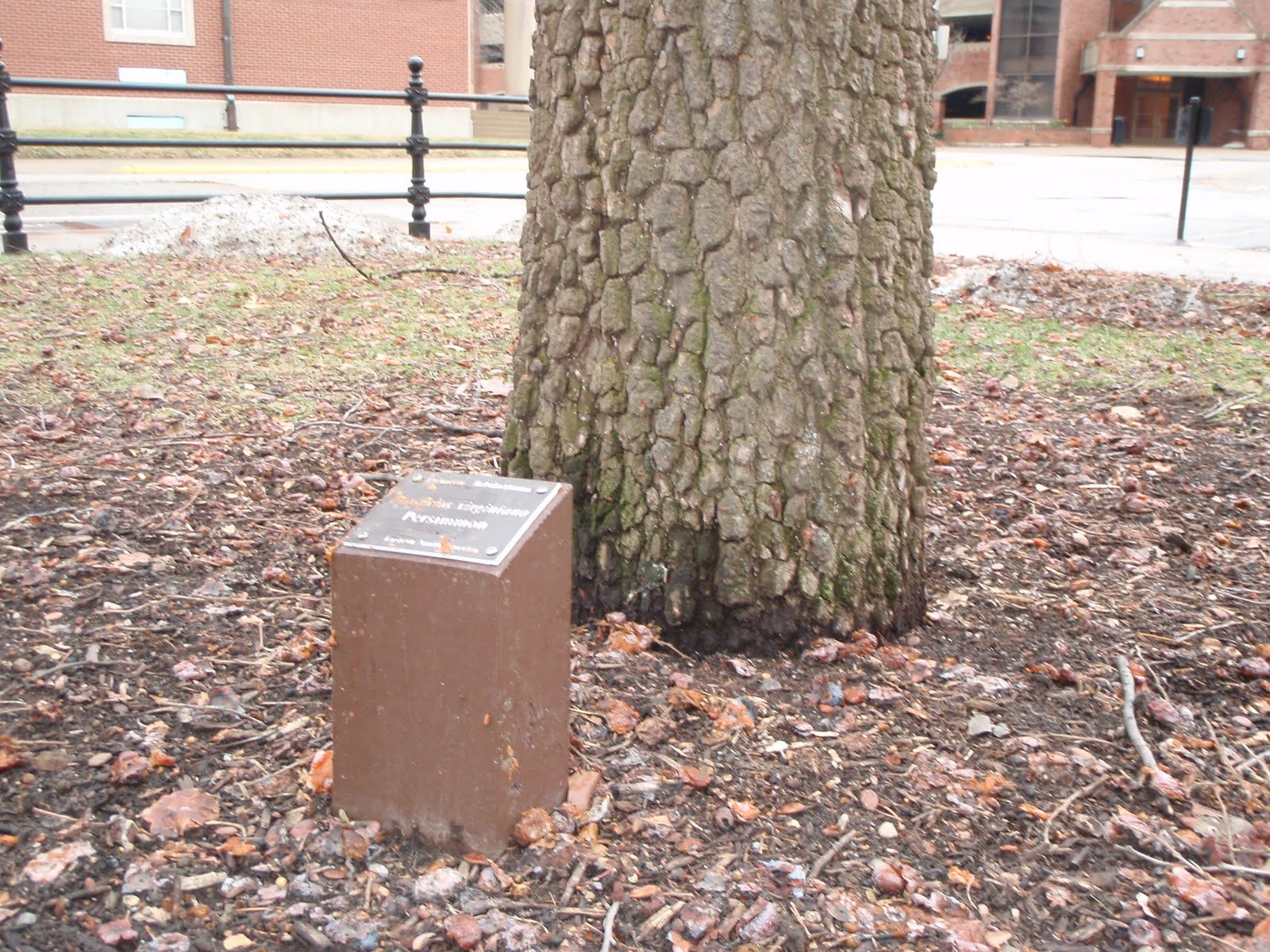 Lafayette report: Persimmon tree bark