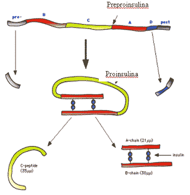 Insulina: ¿De Dónde Provengo?