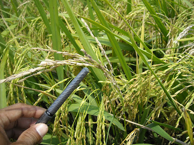 SUNGAI BURONG 1: 14.Tanda serangan perosak tanaman padi di Sg Burong 1 ...