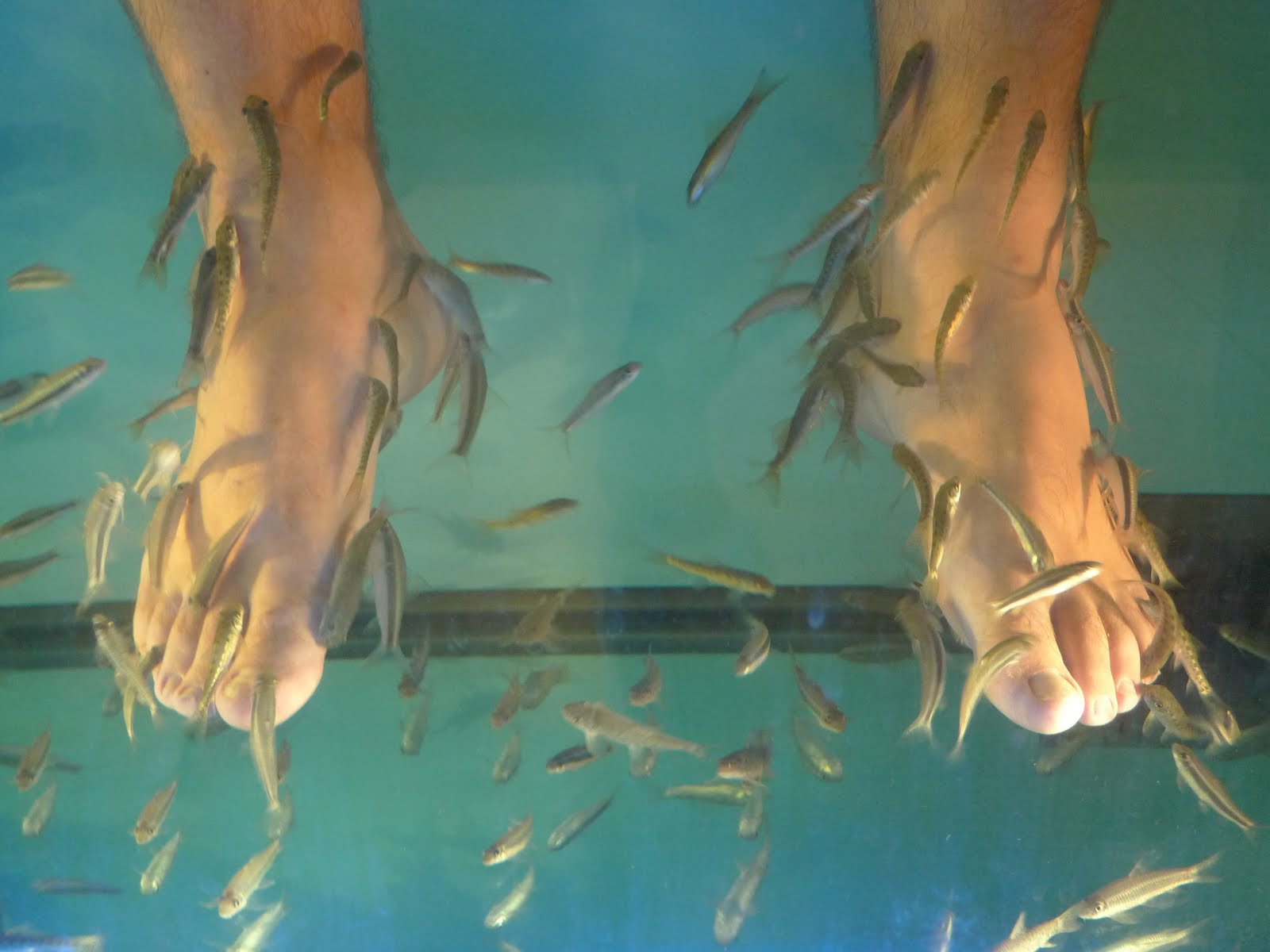 Benny the Nomad: Fish Spas