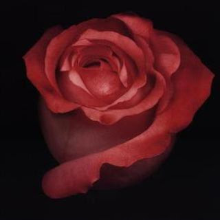 Entre la Pluma y el Papel: 2008