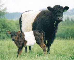 Butterflies used to be Caterpillars: Oreo Cows!