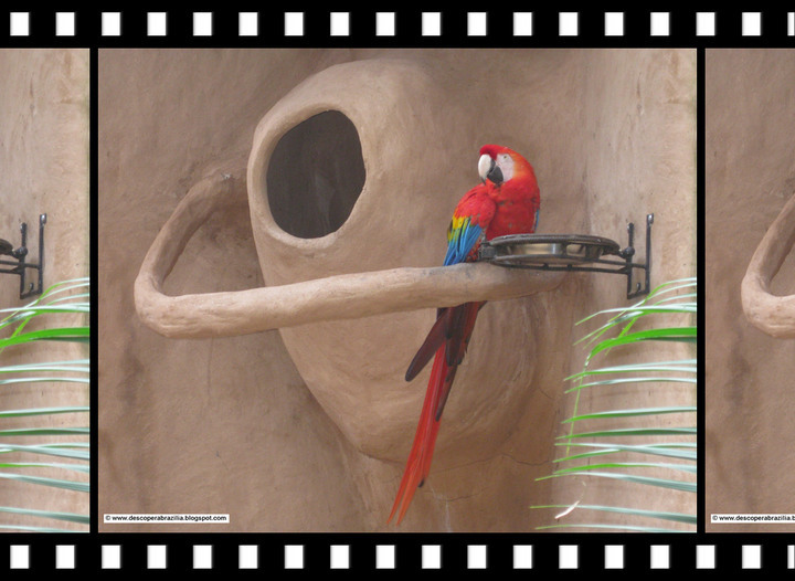 Descopera Brazilia!: In zbor cu pasari tropicale