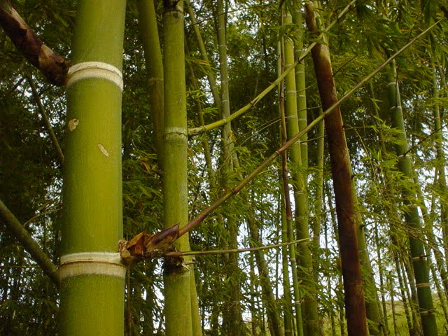 APUNTES - REVISTA DIGITAL DE ARQUITECTURA: CONOCIMIENTO DE LA GUADUA ...