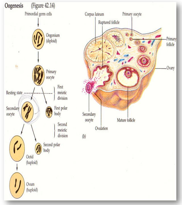 EVERYTHING JUST FOR ALLAH: Perkembangan Sel Ovum (Oogenesis), Siklus ...