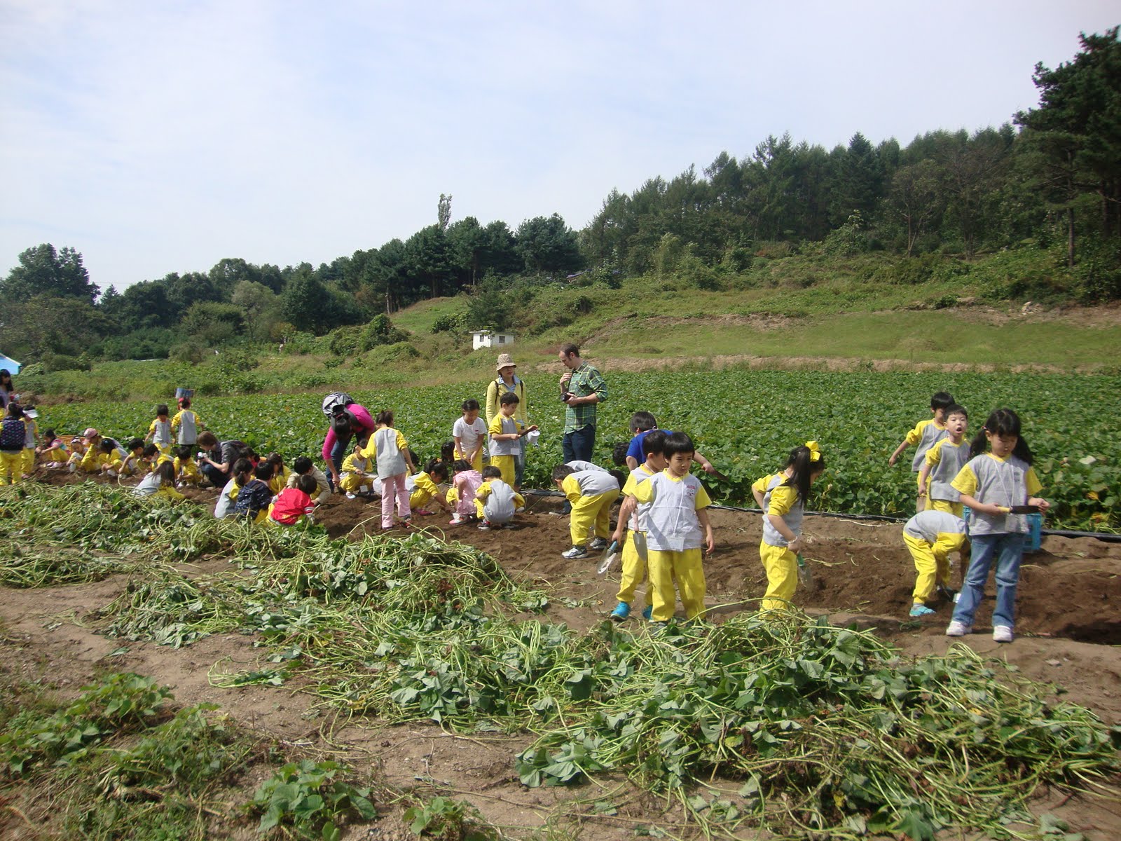 London's Suji South Korea Adventure: Sweet Potato Farm