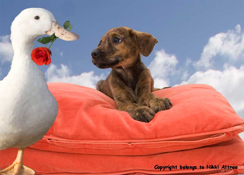 Tenerife Dogs: Love is in the air - K9 February Pup