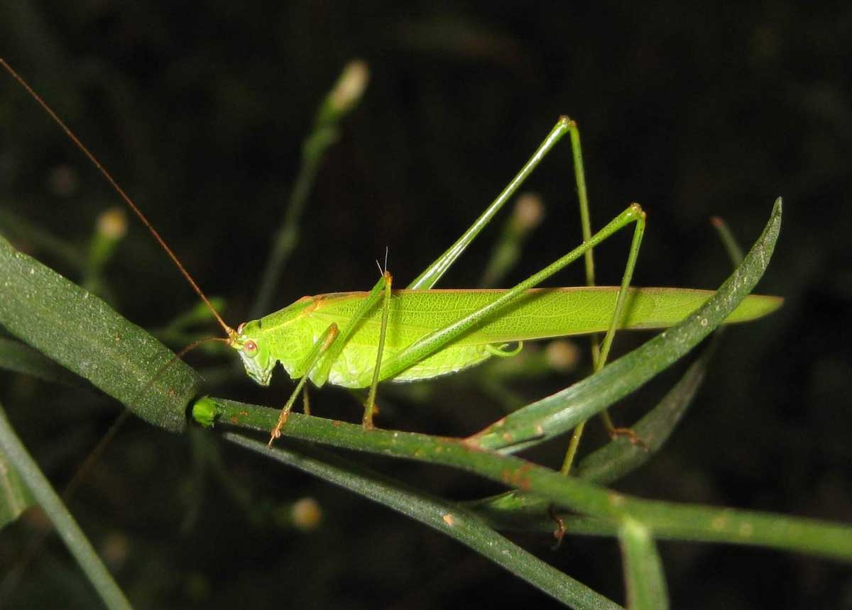 Sickle-bearing Bush-cricket | Nature, Cultural, and Travel Photography Blog