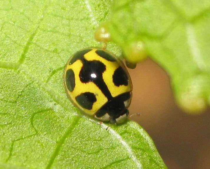 Ladybugs Photos | Nature, Cultural, and Travel Photography Blog