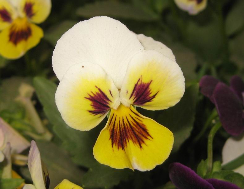 Pansy Violet Flowers | Nature, Cultural, and Travel Photography Blog