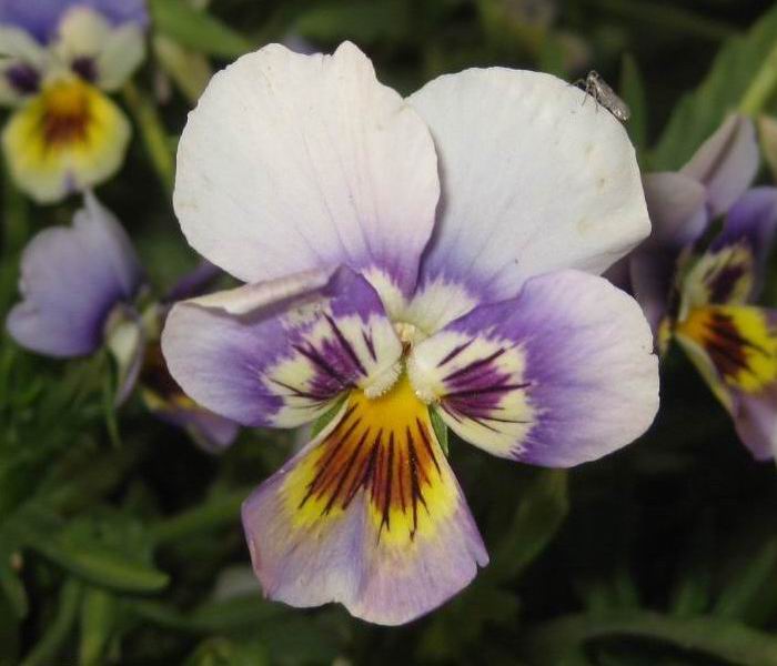 Pansy Violet Flowers | Nature, Cultural, and Travel Photography Blog