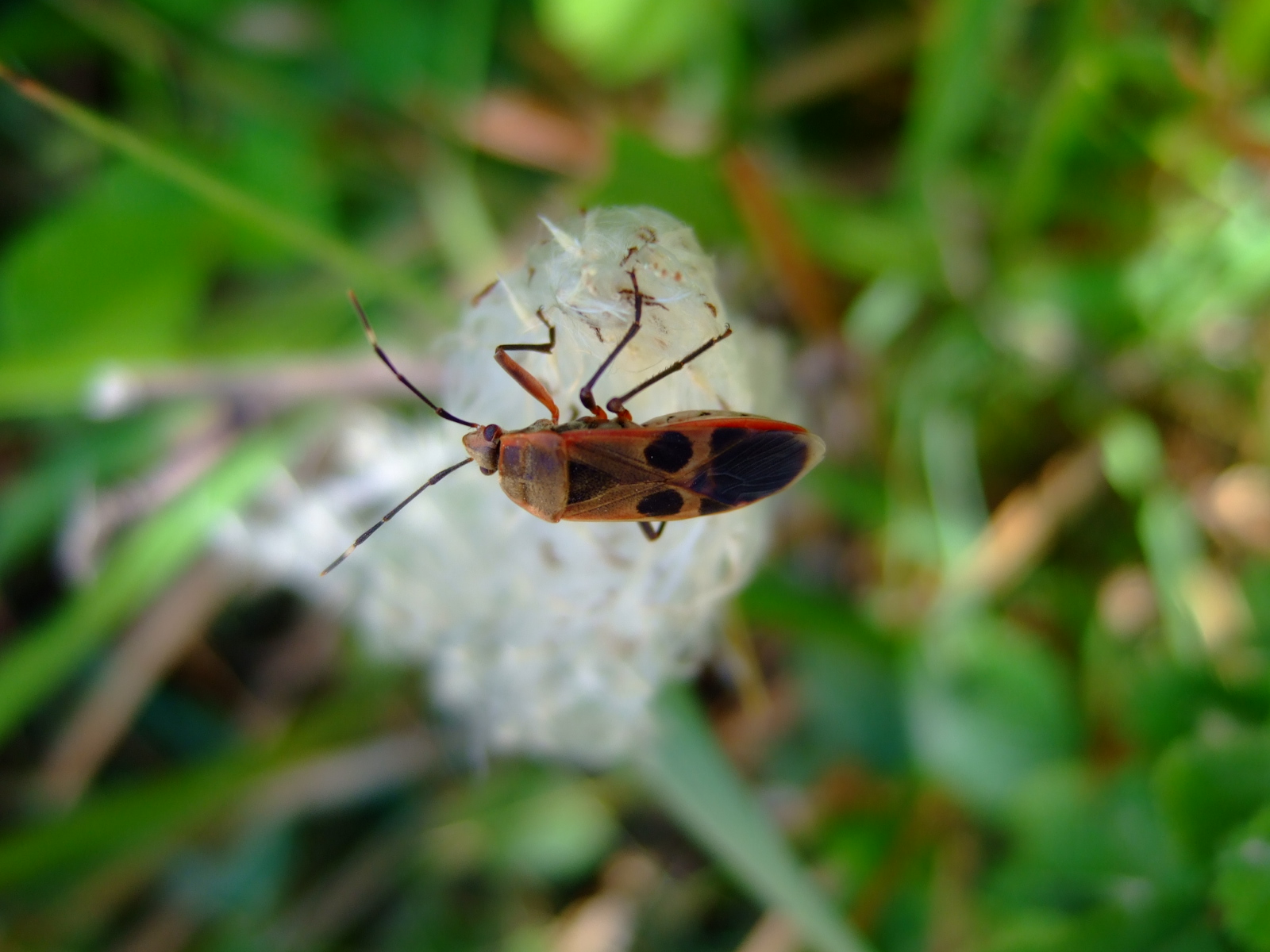 Milkweed Bugs pictures | Nature, Cultural, and Travel Photography Blog