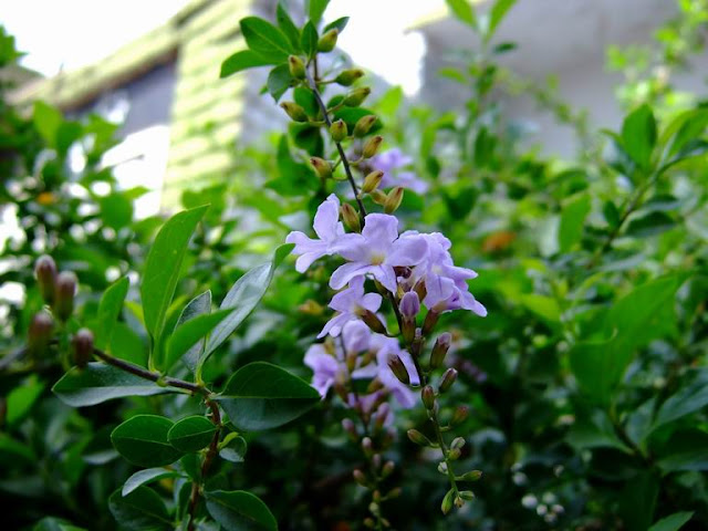Duranta Flowers Pictures | Nature, Cultural, and Travel Photography Blog