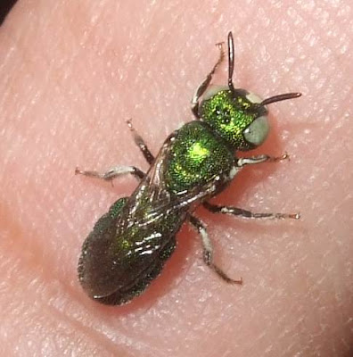 Green Wasp | Nature, Cultural, and Travel Photography Blog