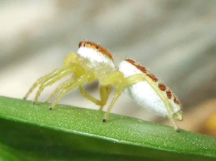 Red and White Jumping Spider | Nature, Cultural, and Travel Photography ...