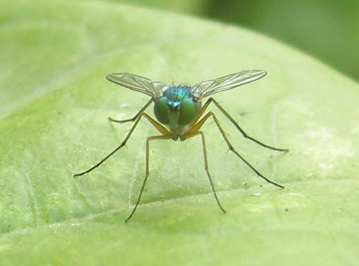 Long-Legged Fly | Nature, Cultural, and Travel Photography Blog