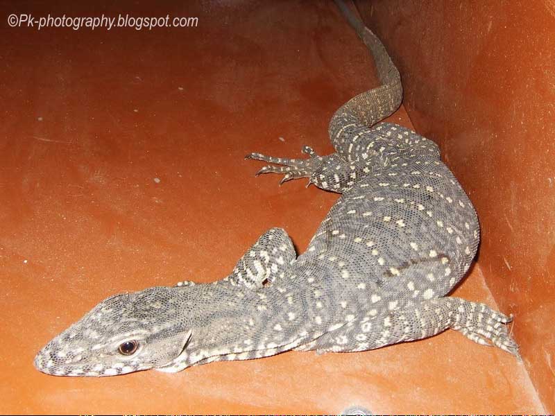Bengal Monitor Lizard | Nature, Cultural, and Travel Photography Blog