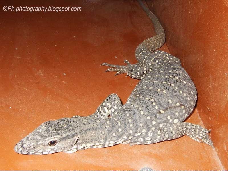 Cute Baby Monitor Lizard