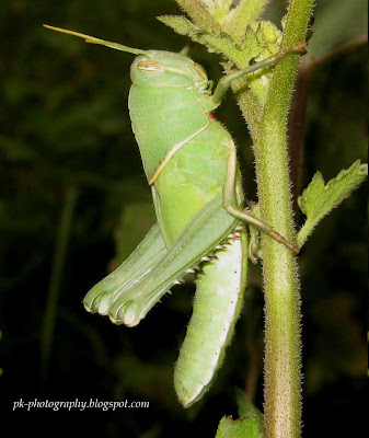 Desert Locust-Schistocerca gregaria | Nature, Cultural, and Travel ...